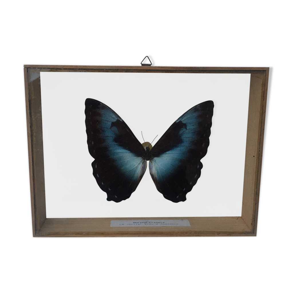 cadre papillon naturalisé | Selency
