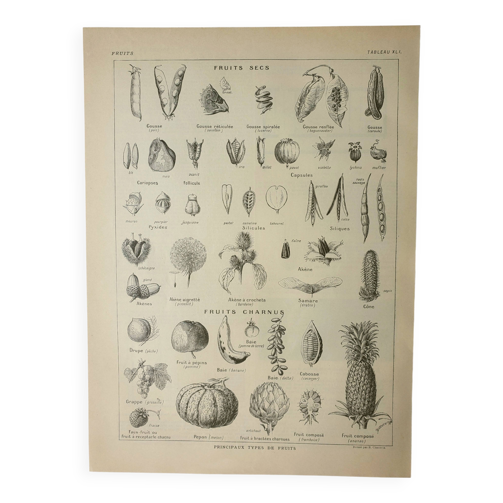 Gravure ancienne 1922, Fruits et graines, types, secs, charnus ...