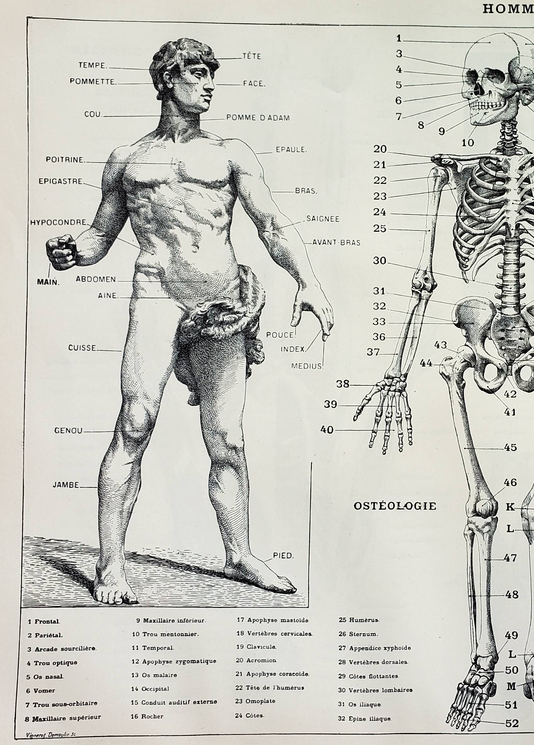 Gravure ancienne 1898, Anatomie humaine, médecine • Lithographie ...