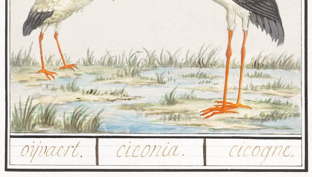 Affiche sur la cigogne, d’après une gravure ancienne de 1610 | Selency