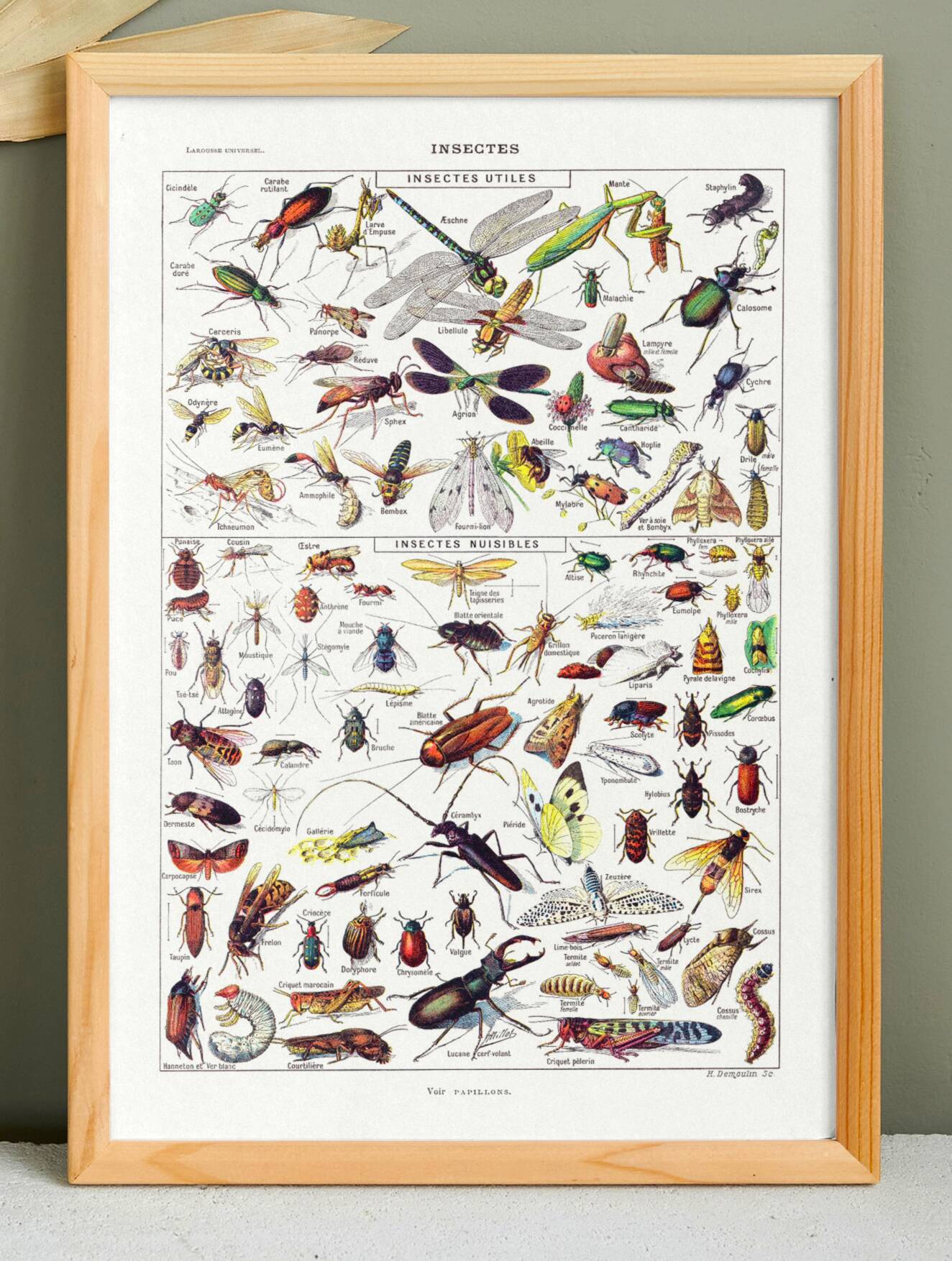 Affiche sur les insectes, d'après une lithographie de 1922 | Selency