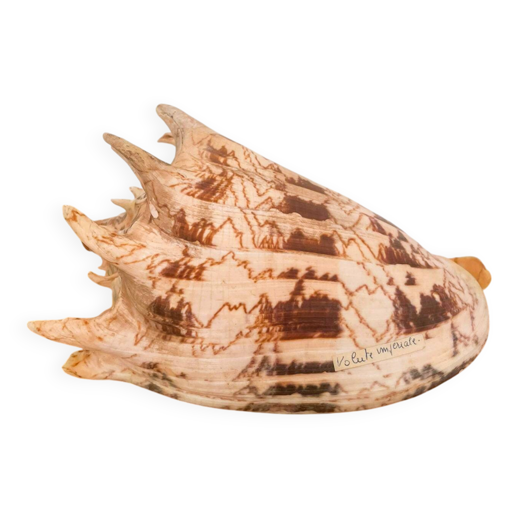Grand coquillage : Volute imperiale / Cymbiola impérialis | Selency