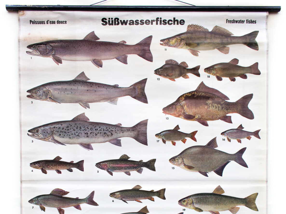 Affiche pédagogique poissons d'eau douce 1958 | Selency