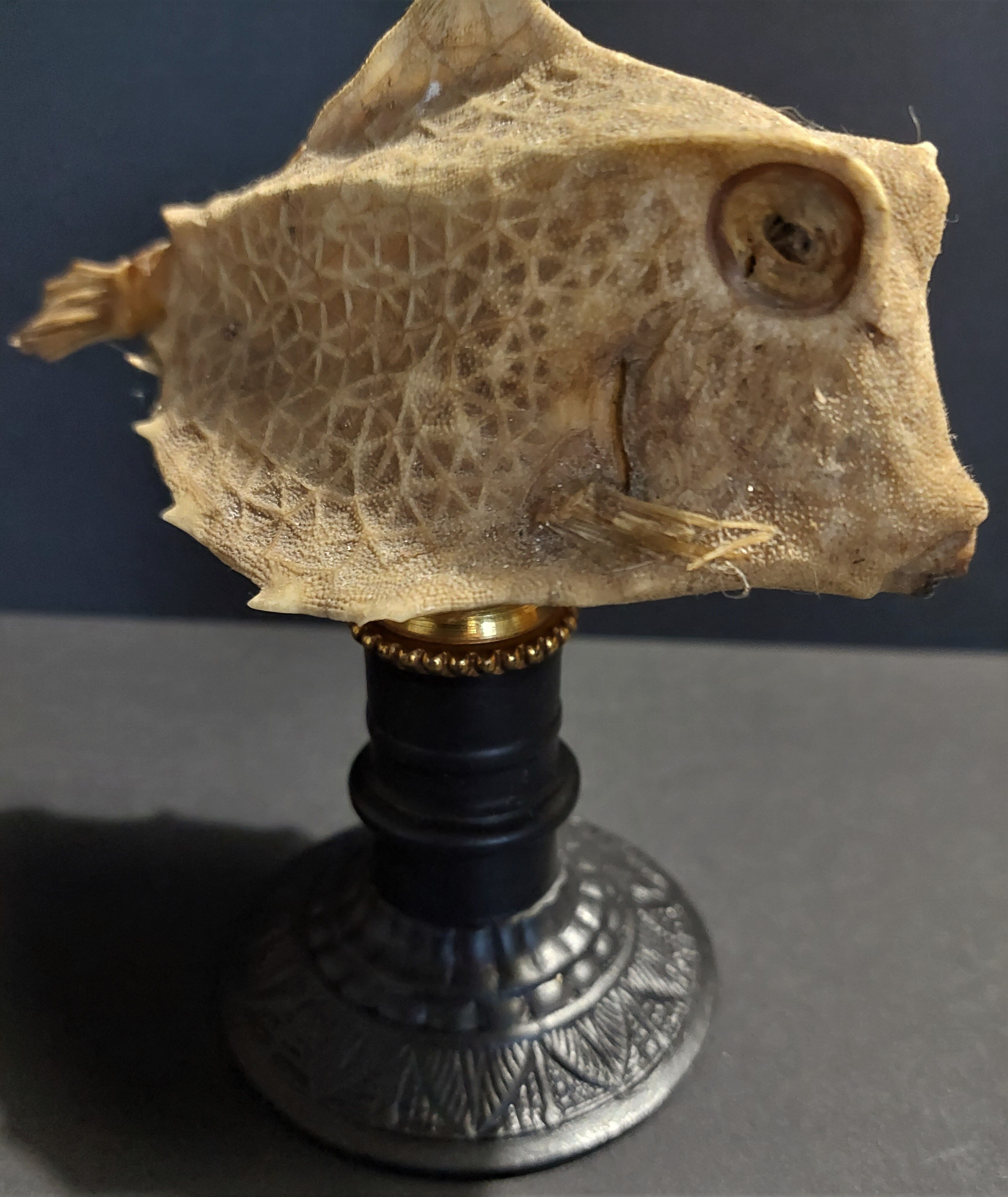 Cabinet de Curiosités poisson coffre bossu tetrosomus gibbosus sur ...