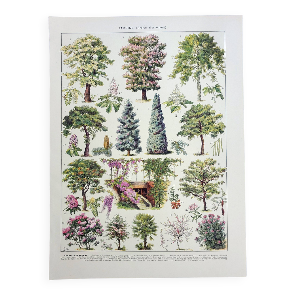 Old engraving 1928, Gardens 2, ornamental trees, plants • Lithograph ...