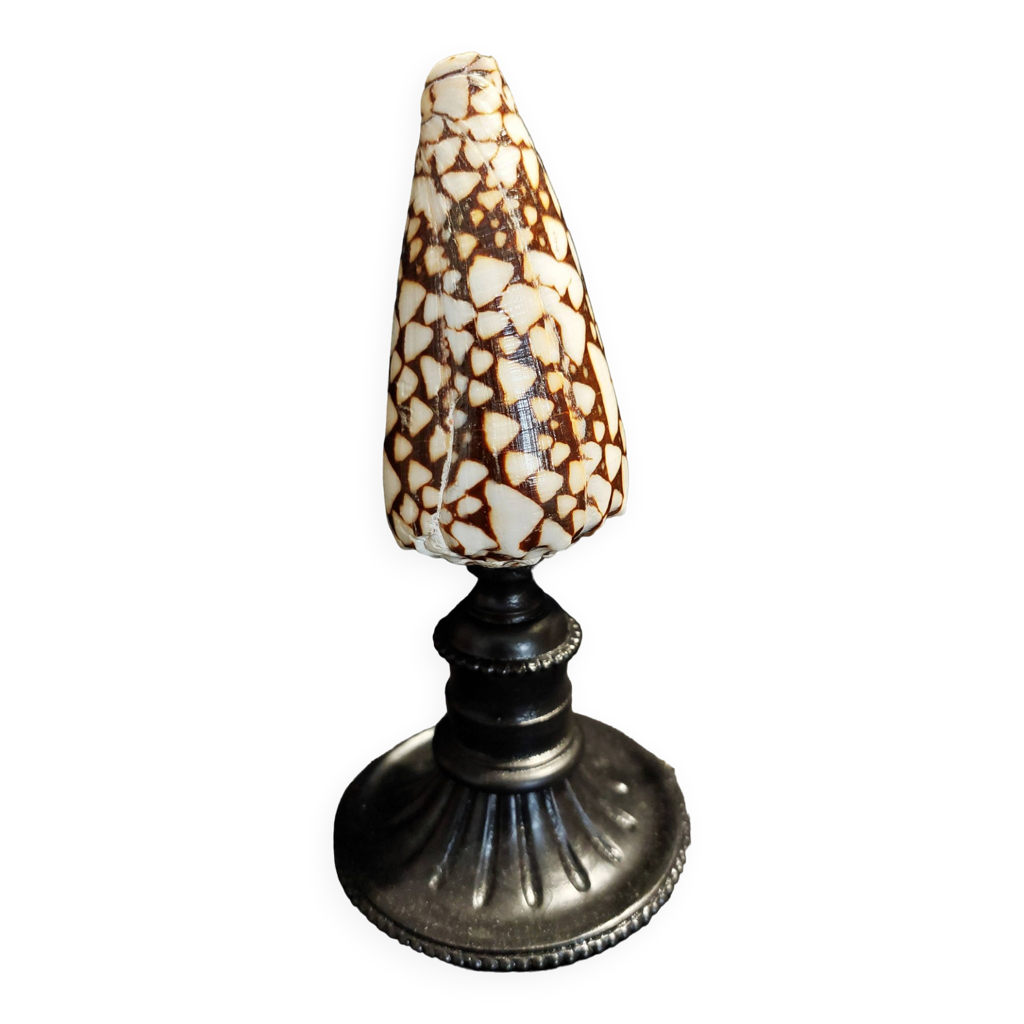 Cabinet de Curiosités coquillage conus marmoreus sur socle | Selency