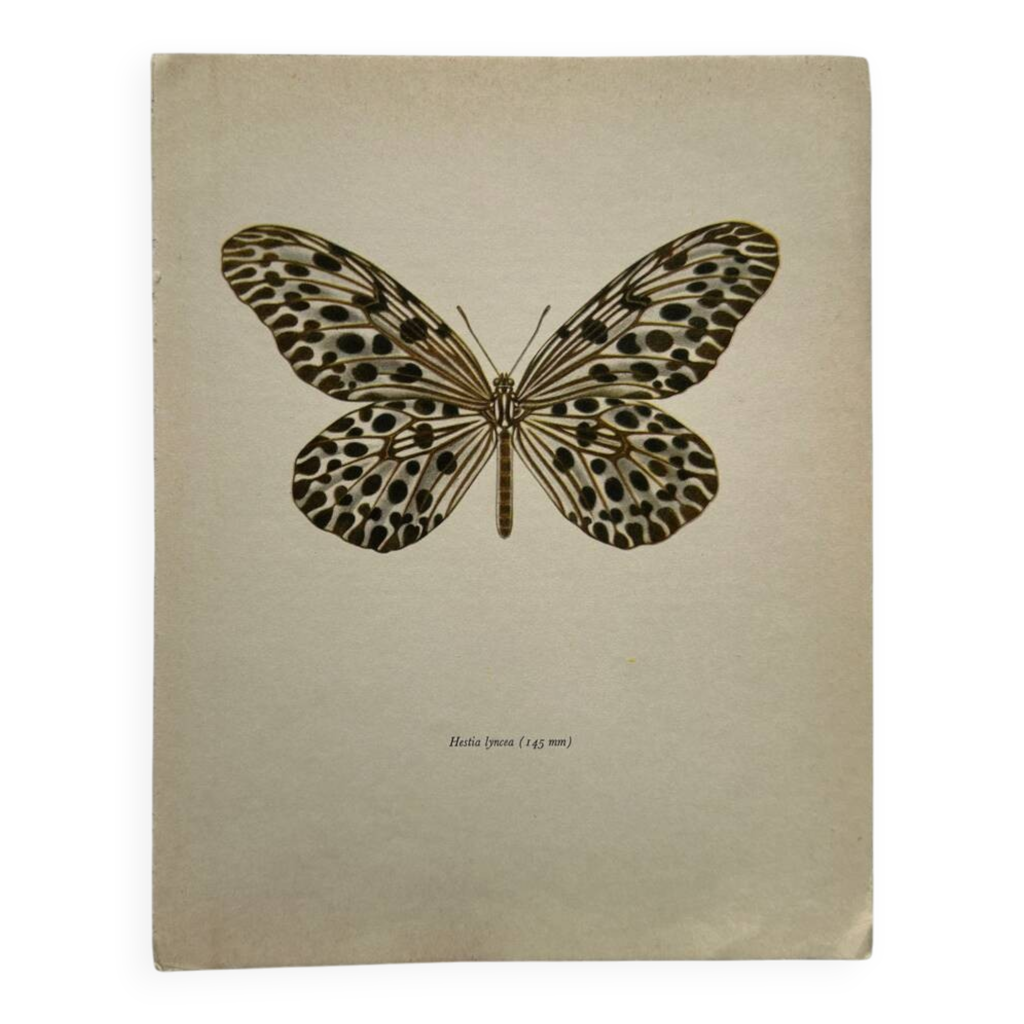 Gravure papillon ancienne déco vintage affiche botanique | Selency