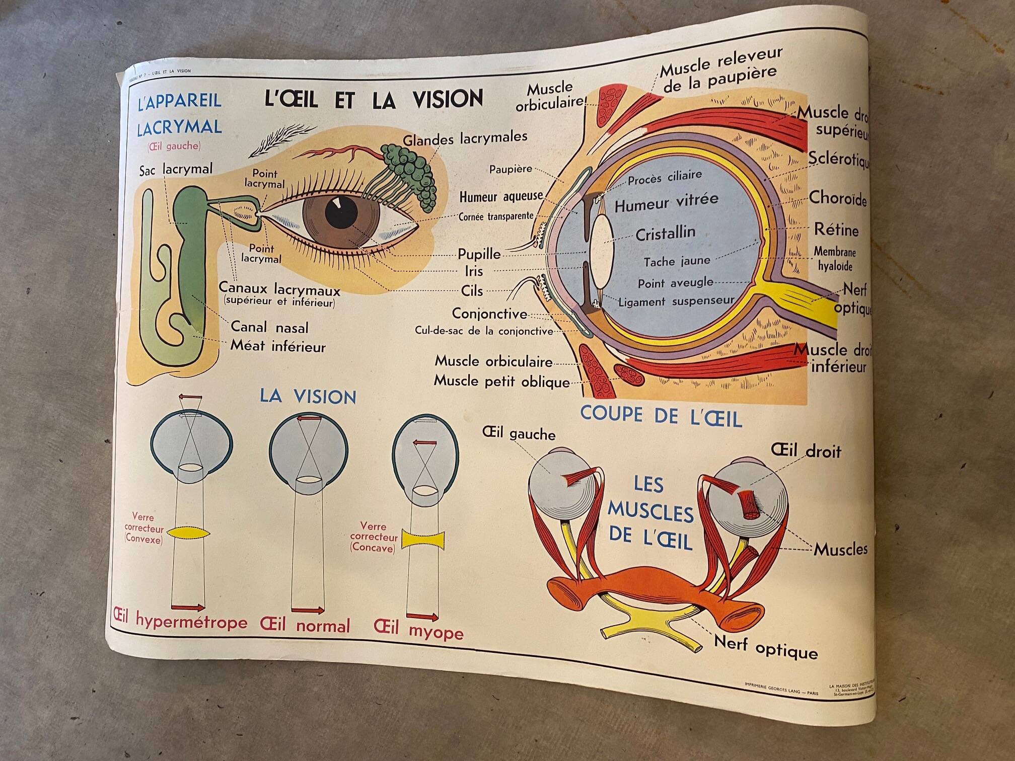Affiche scolaire anatomie le nez et l'oreille ed la maison des instituteurs | Selency