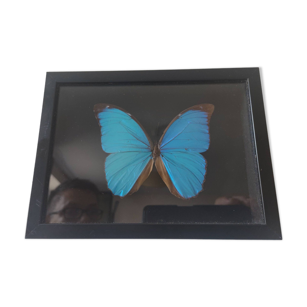 Vrai Papillon Morpho- naturalisé - encadré sous verre - morphidae ...