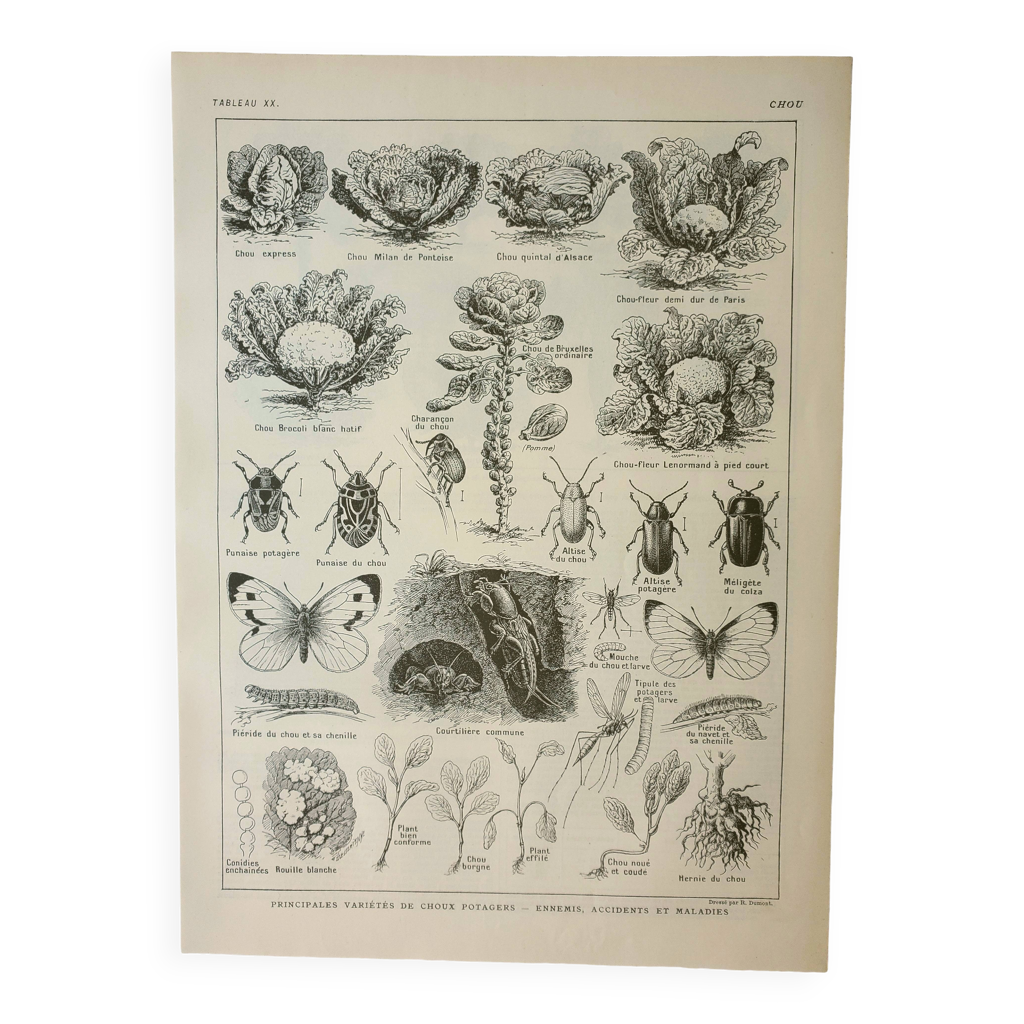 Lithographie ancienne 1922, Chou, potager, ferme, agriculture, légume ...