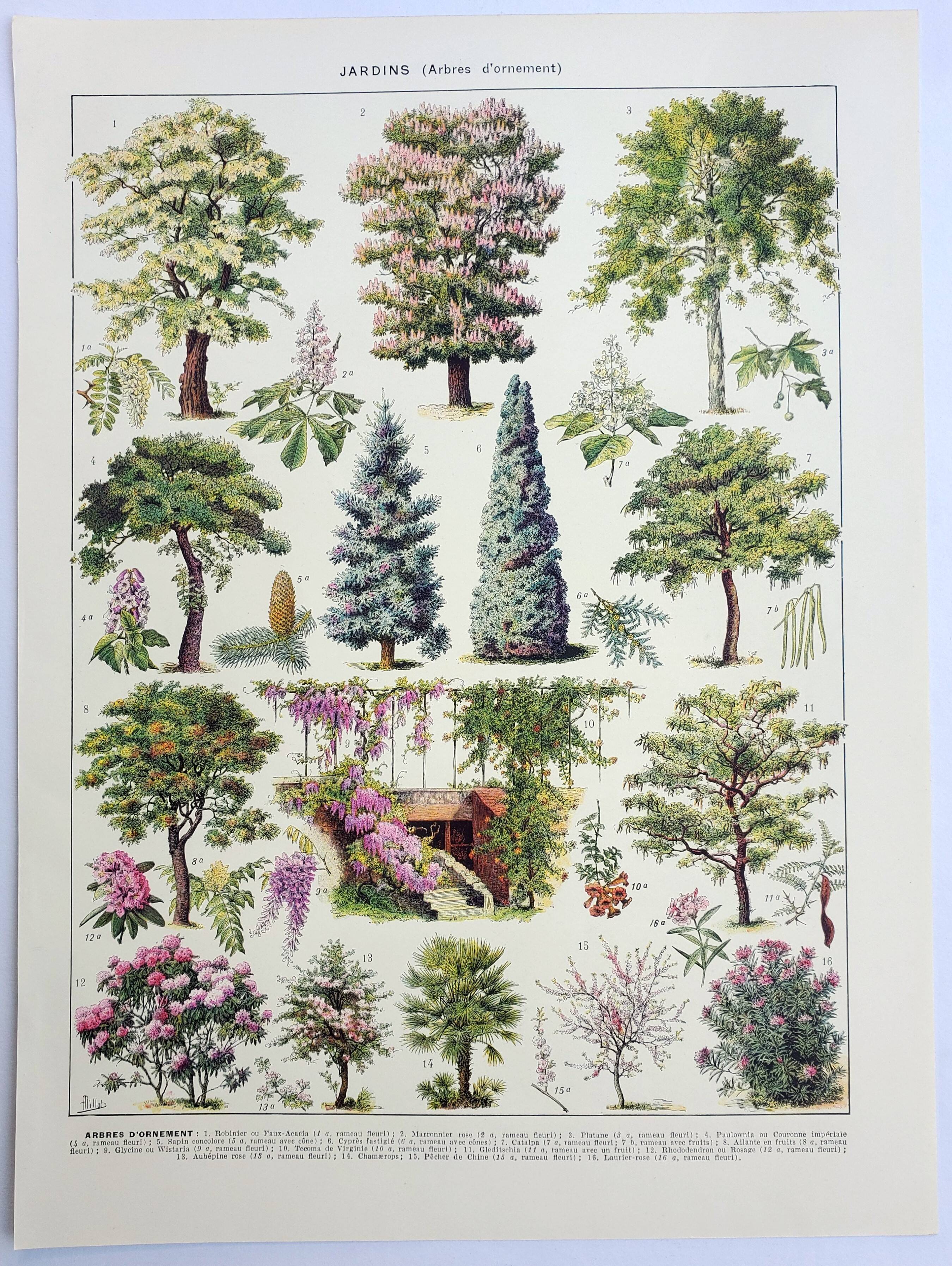 Old engraving 1928, Gardens 2, ornamental trees, plants • Lithograph ...