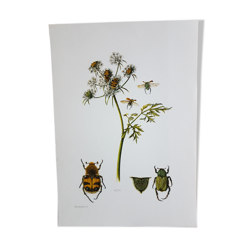 Planche insecte | Selency