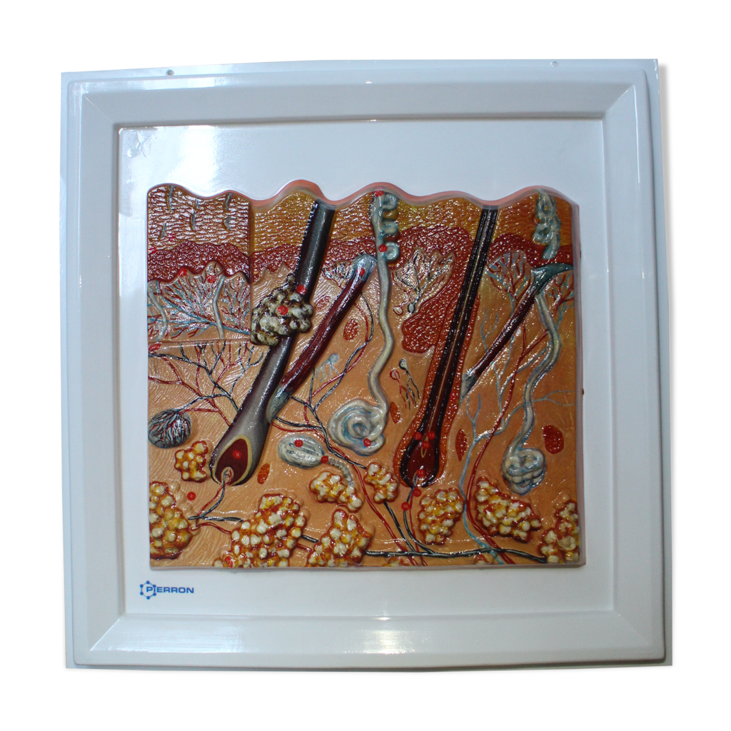 Planche pédagogique anatomie en relief | Selency