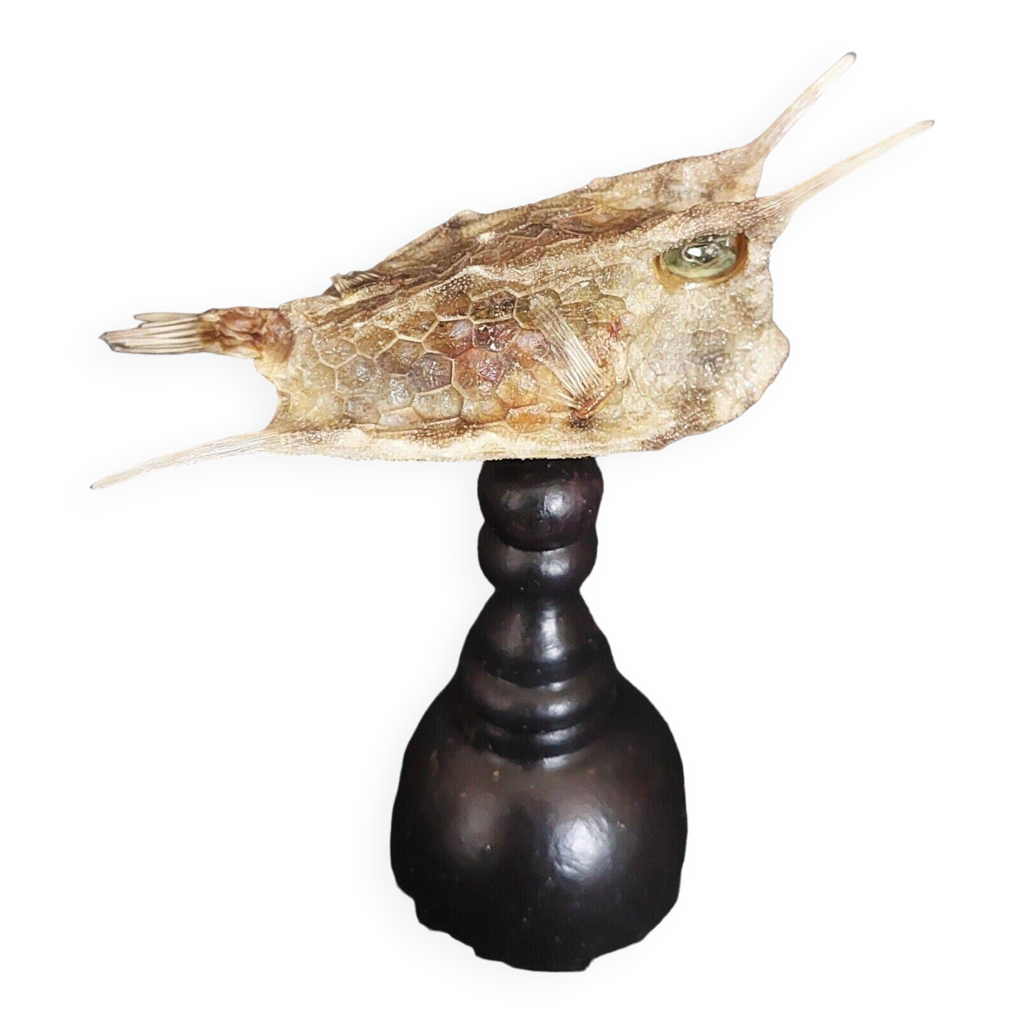 Cabinet de Curiosités poisson vache à longues cornes naturalisé ...