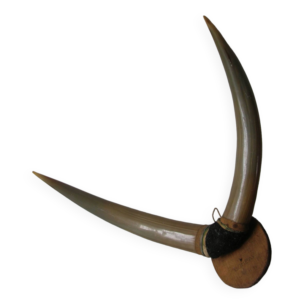 Ancien grand massacre paire de cornes de zébu trophée de Bombay en 1958 ...
