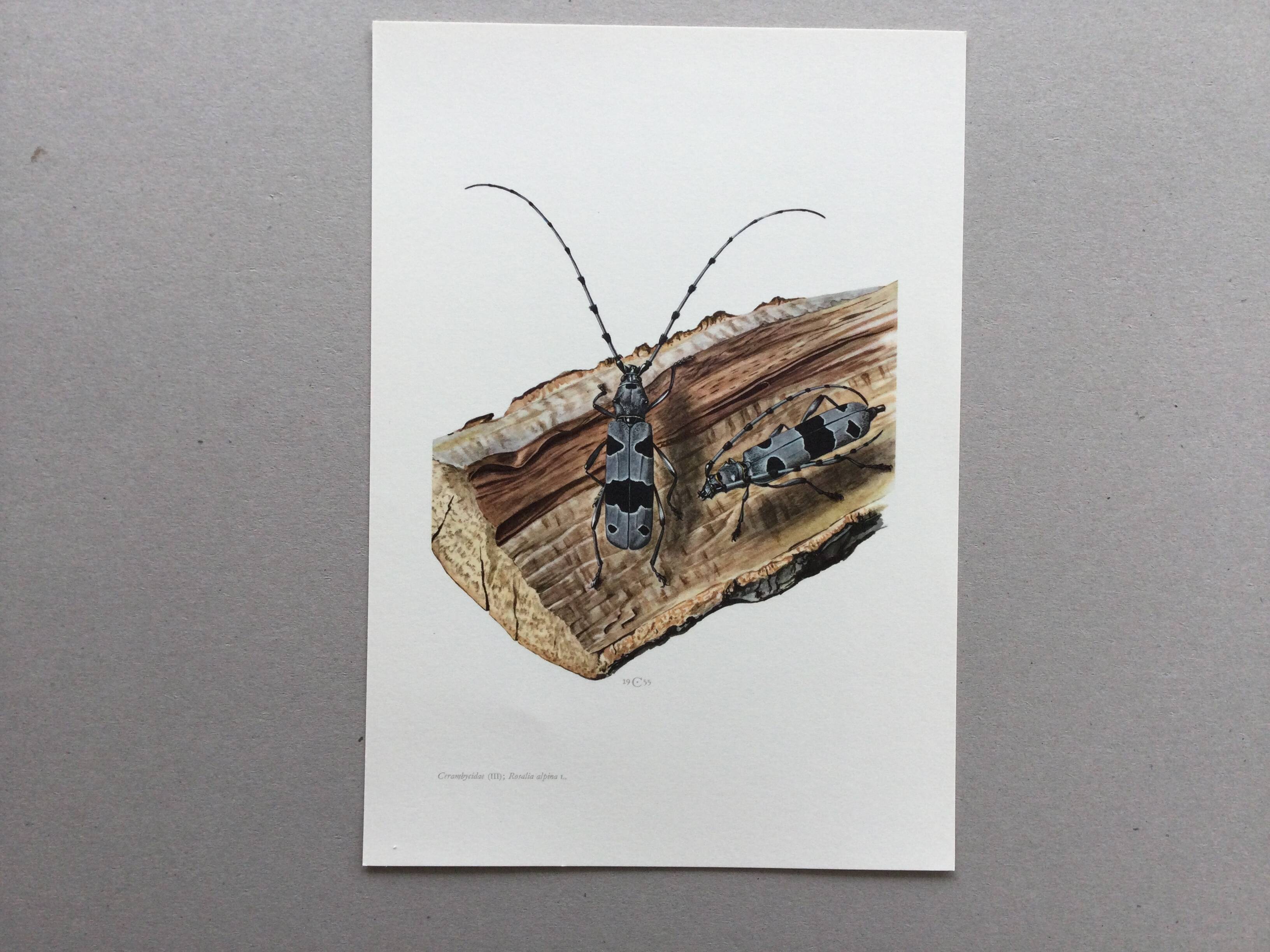 Illustration ancienne Insectes, Impression vintage années 60 | Selency