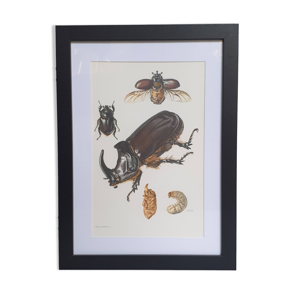 Illustration planche biologie des insectes - scarabée rhinocéros ...