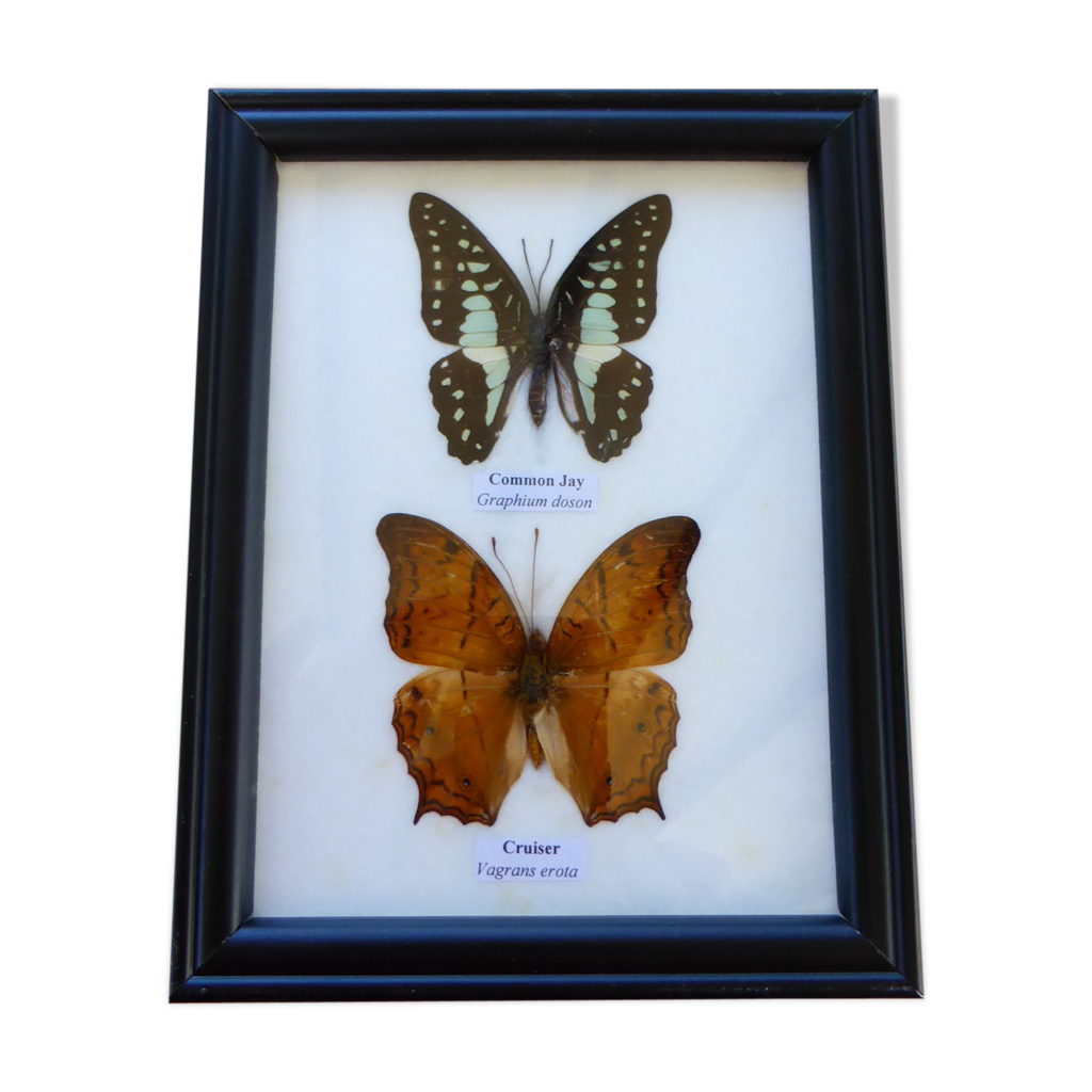 Cadre vitrine ancienne composé de 2 papillons de differentes espèces ...