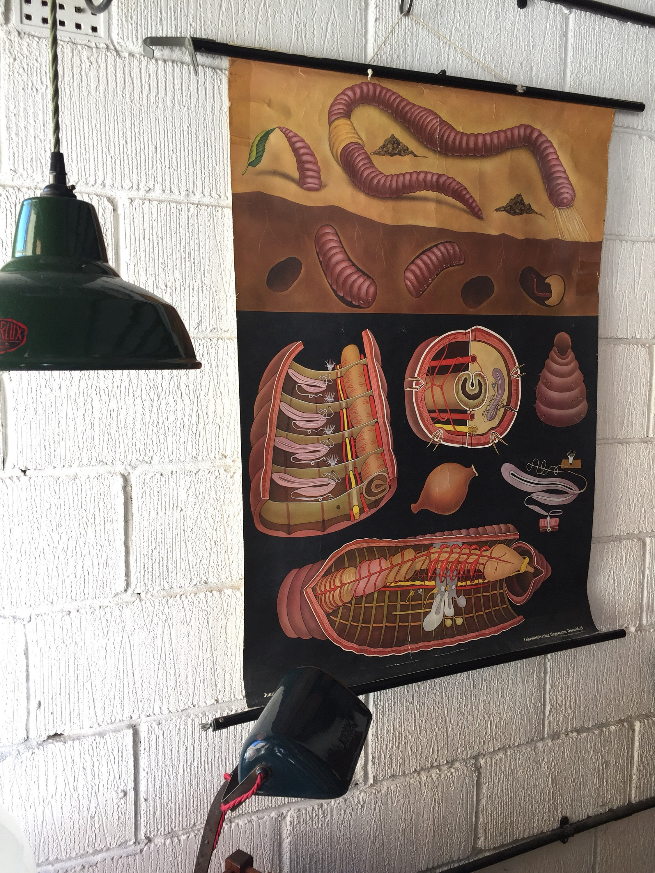 Zoological educational wall chart of an earth worm by Jung Koch ...