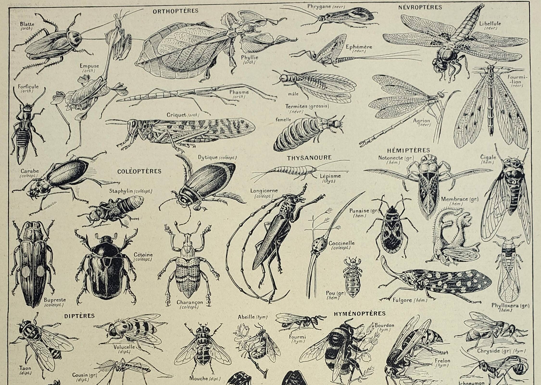 Gravure ancienne, Athropodes, insecte, crustacé, papillon ...