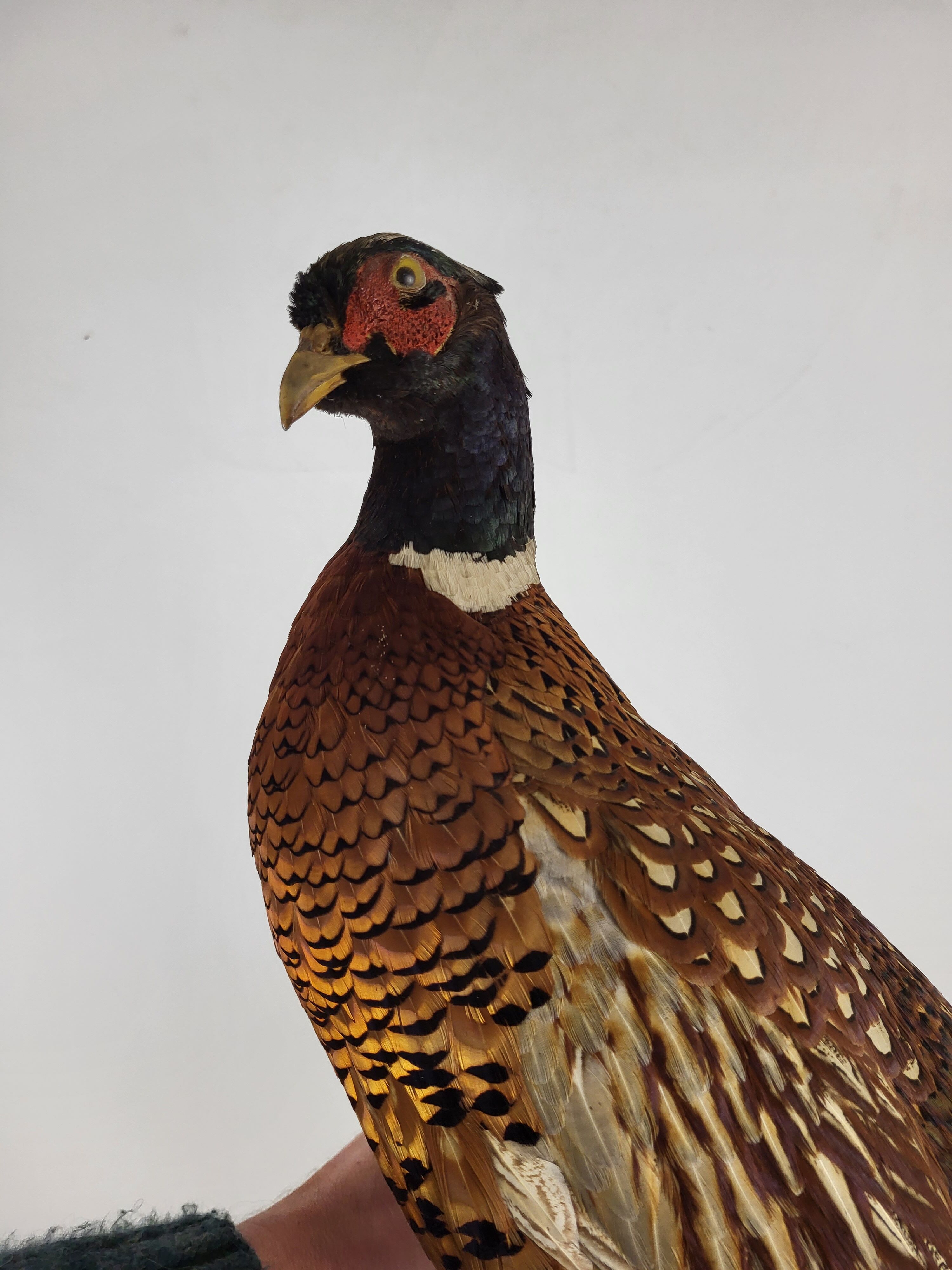 Faisan empaillé et naturalisé Taxidermie | Selency