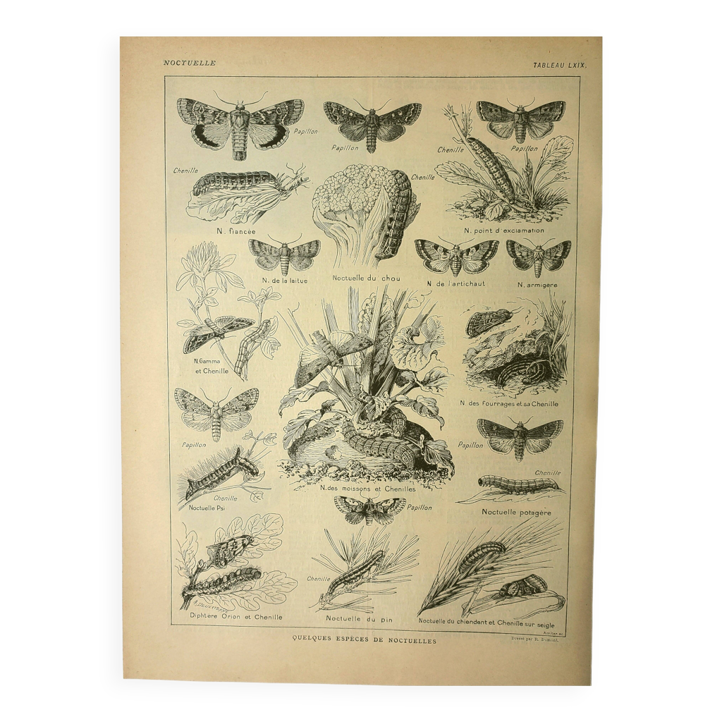 Lithographie vintage 1921. De Dessertenne - Noctuelle et papillon ...