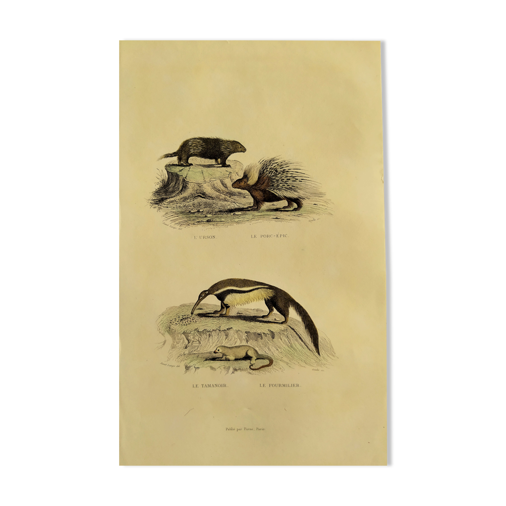 Original zoological plank "Urson - Pork-Epic - Tamanoir - Anteater ...