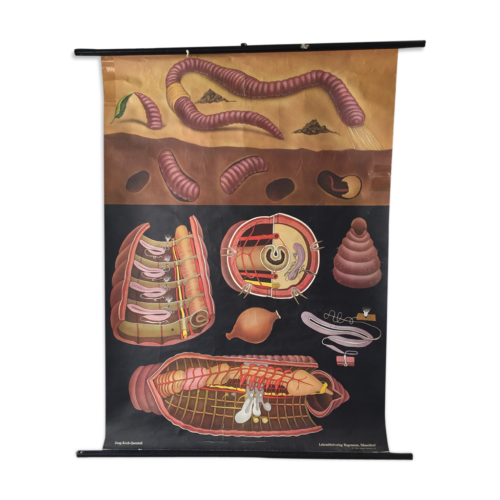 Zoological educational wall chart of an earth worm by Jung Koch ...