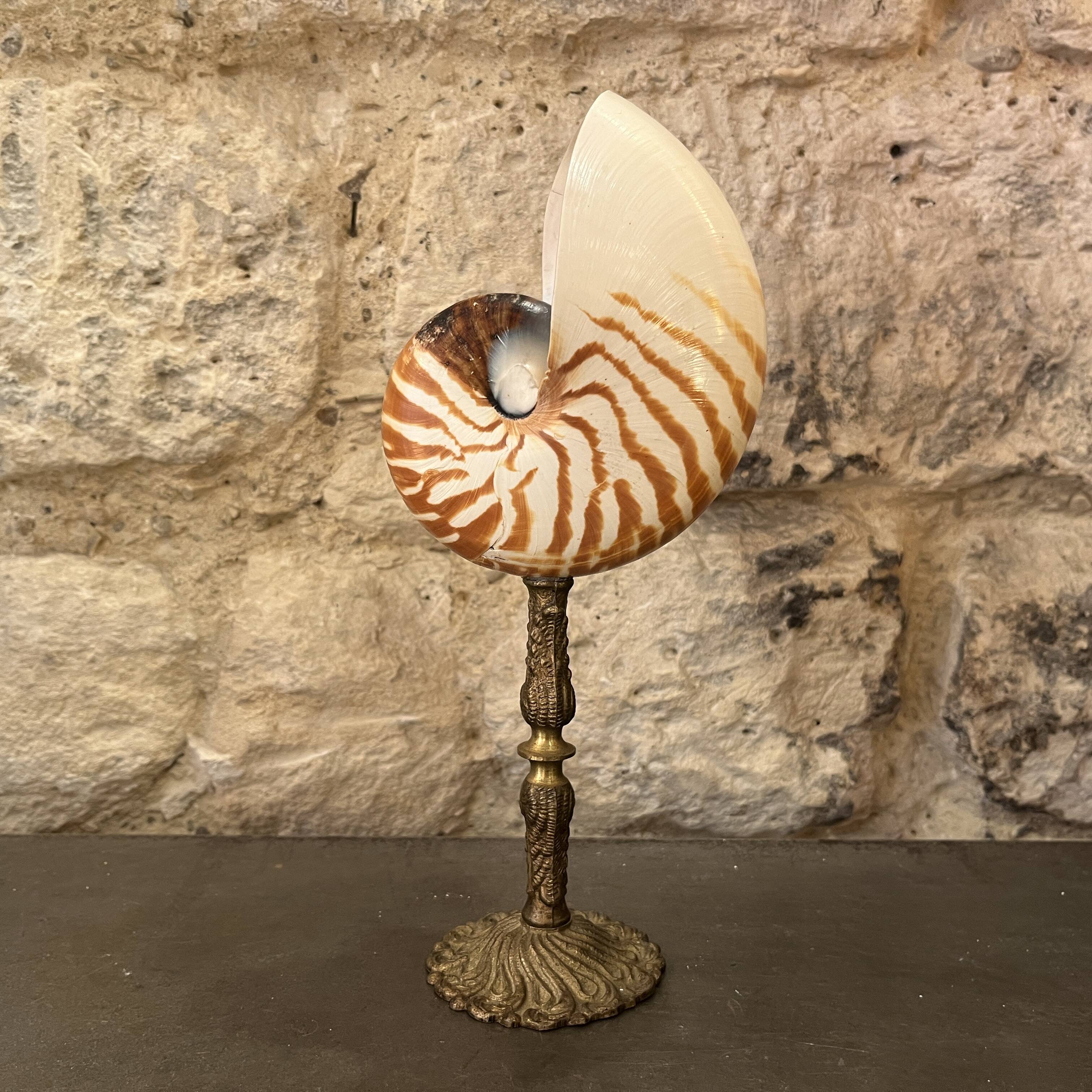 Coquillage Nautile tigre sur socle en bronze ancien cabinet de ...