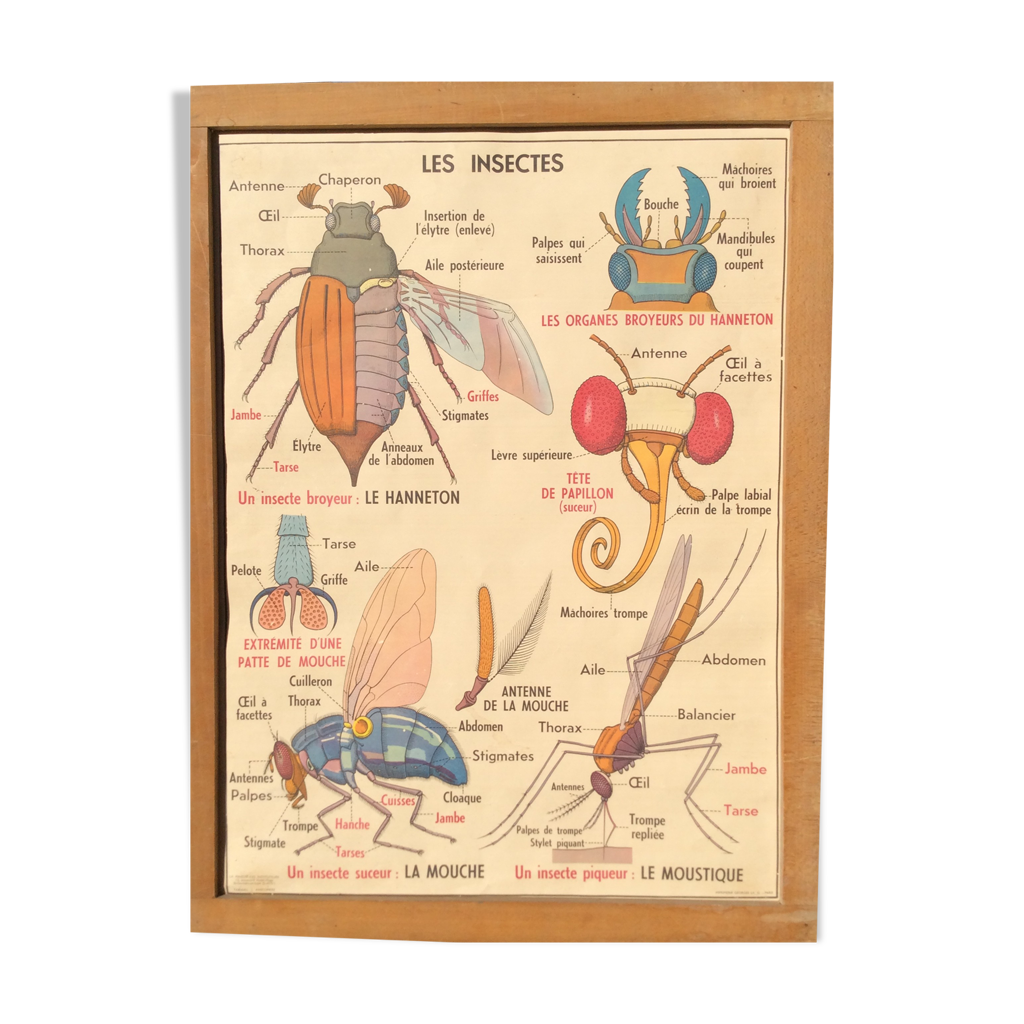 Affiche scolaire recto verso 1960 insectes/ invertébrés vintage | Selency