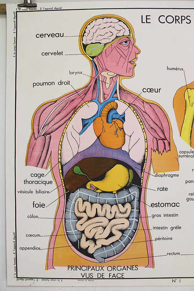 Affiche scolaire corps humain | Selency