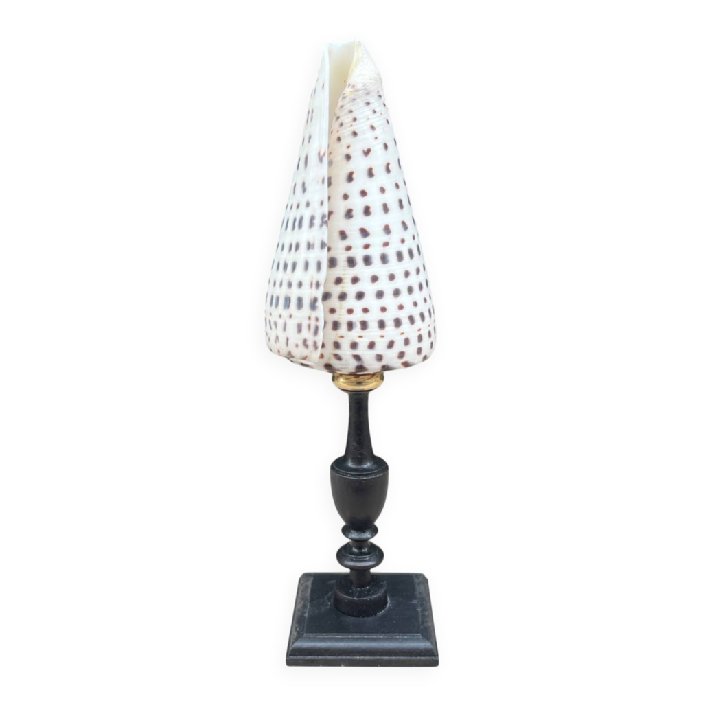 Coquillage conus sur socle en bois noirci, XIXe | Selency