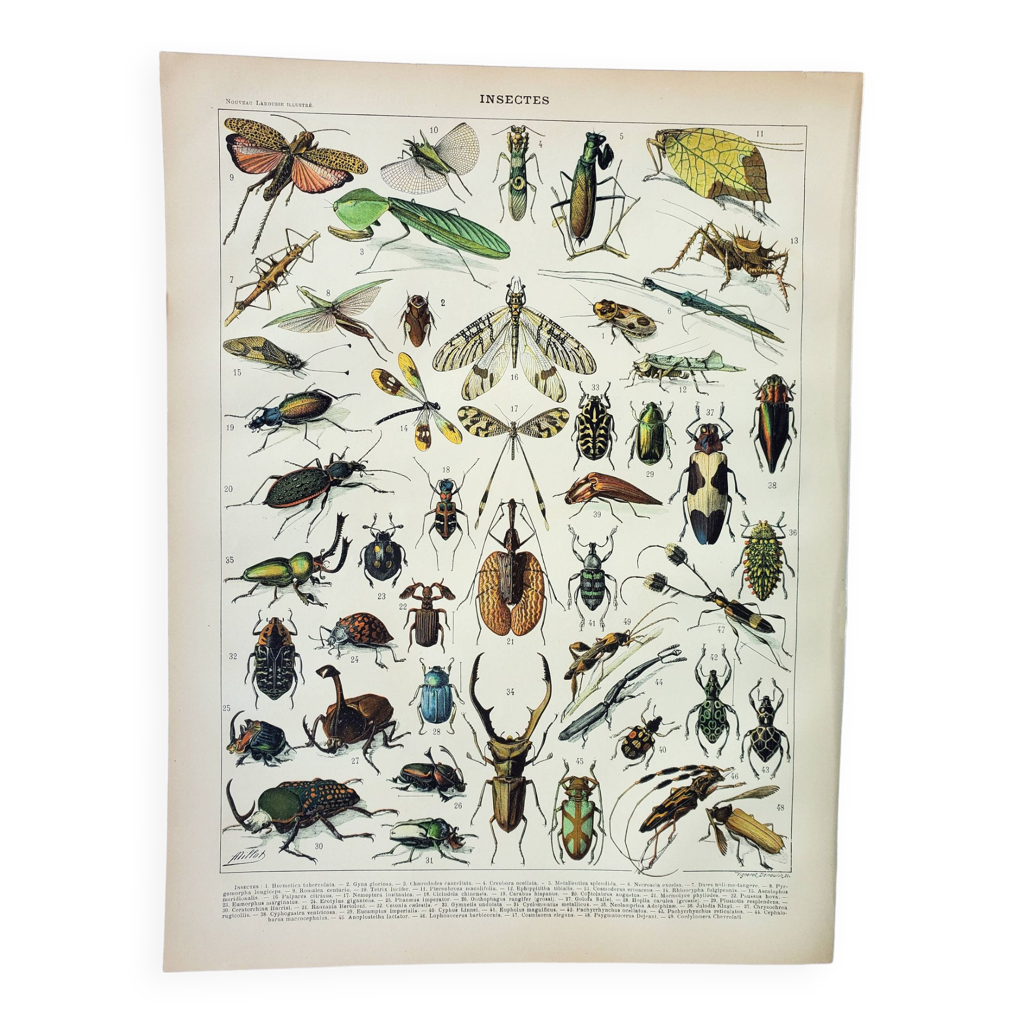 Gravure ancienne 1898, Insectes 1, entomologie • Lithographie, Planche ...