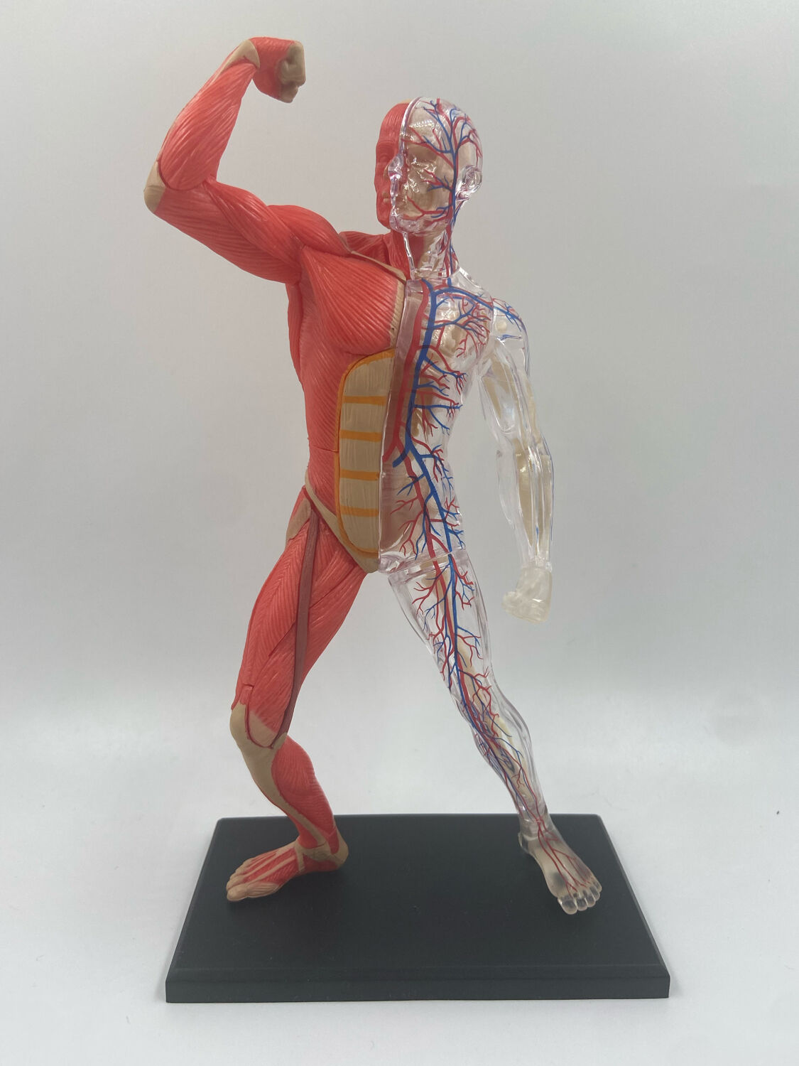 Modèle anatomique corps humain | Selency
