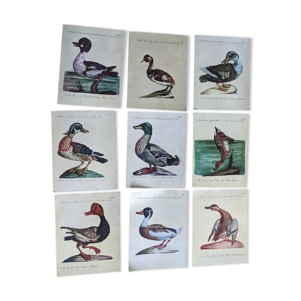 9 illustrations de canards | Selency