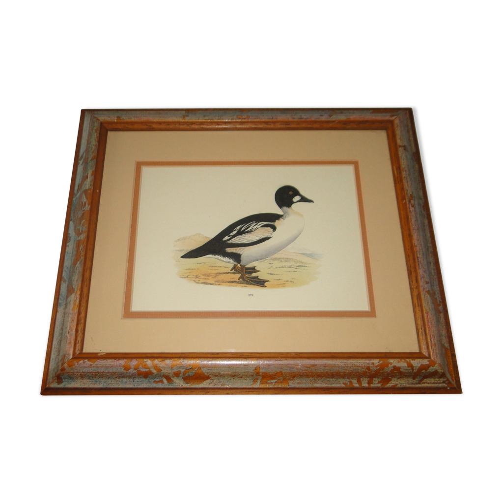 Tableau canard eider duck reproduction gravure ancienne | Selency