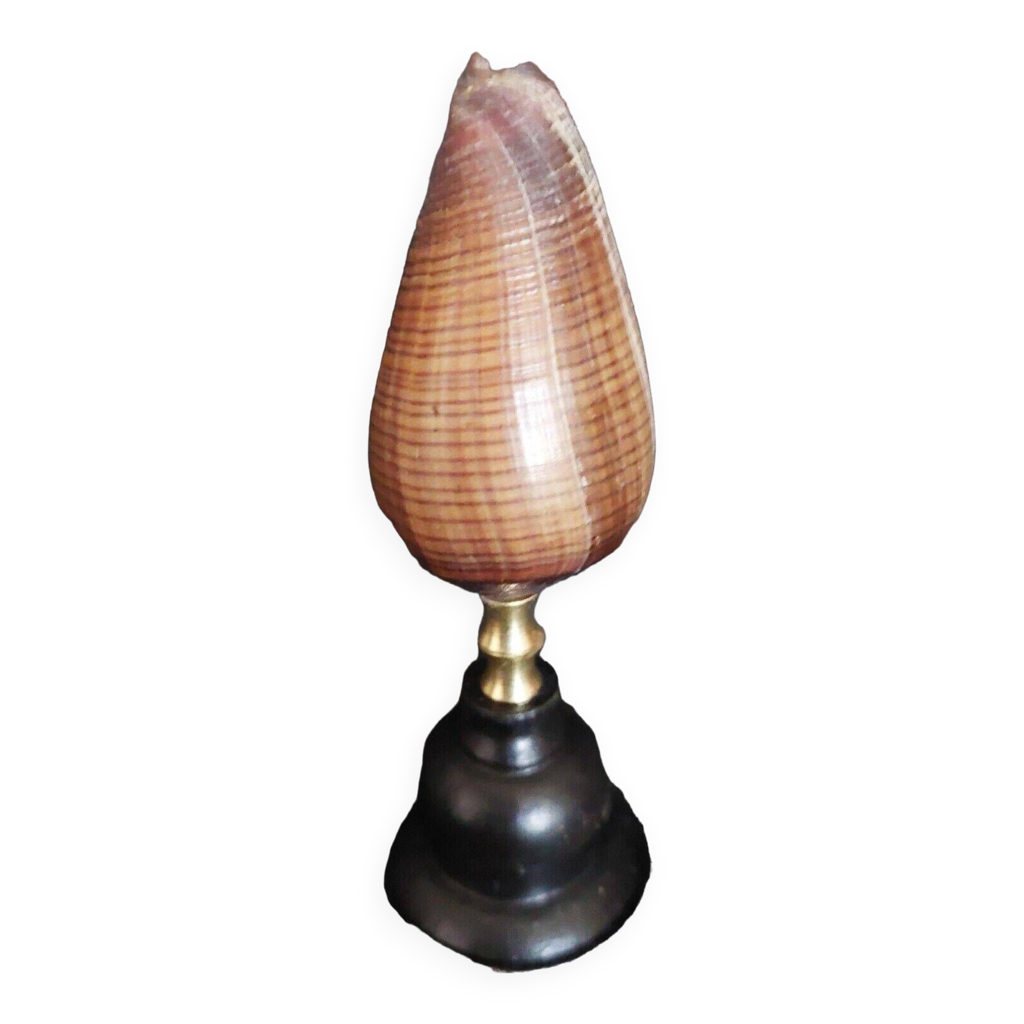 Cabinet of Curiosities conus figulinus shell on base | Selency