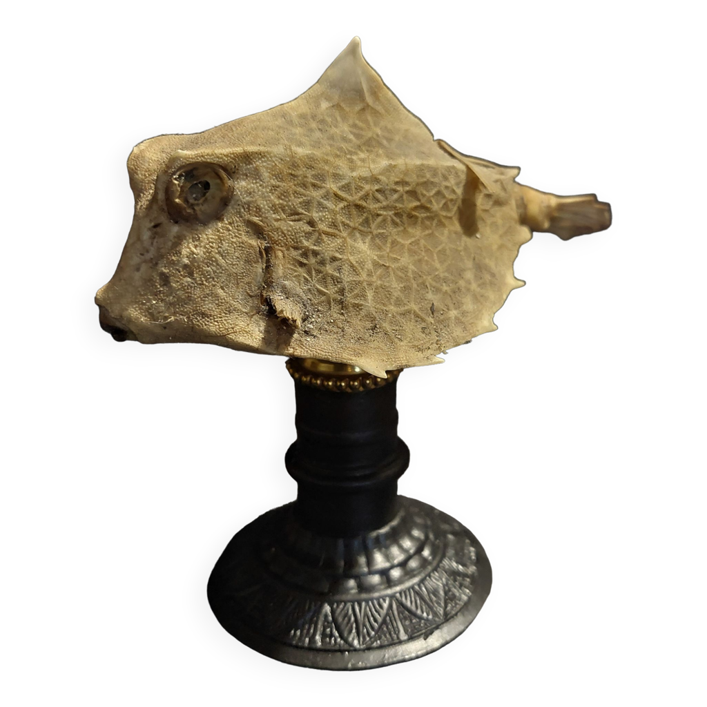 Cabinet de Curiosités poisson coffre bossu tetrosomus gibbosus sur ...