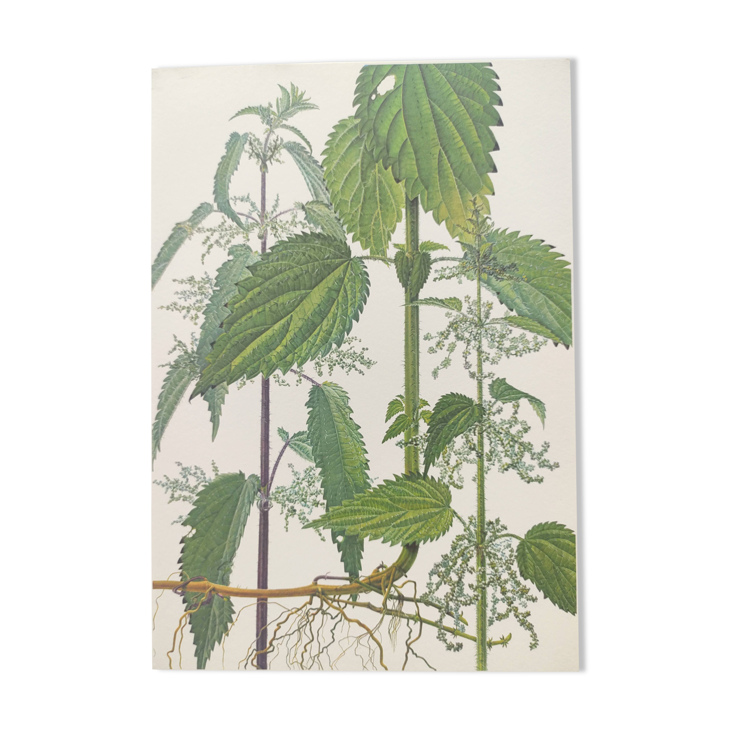 Planche botanique vintage de 1978 - Ortie dioïque - Gravure de ...