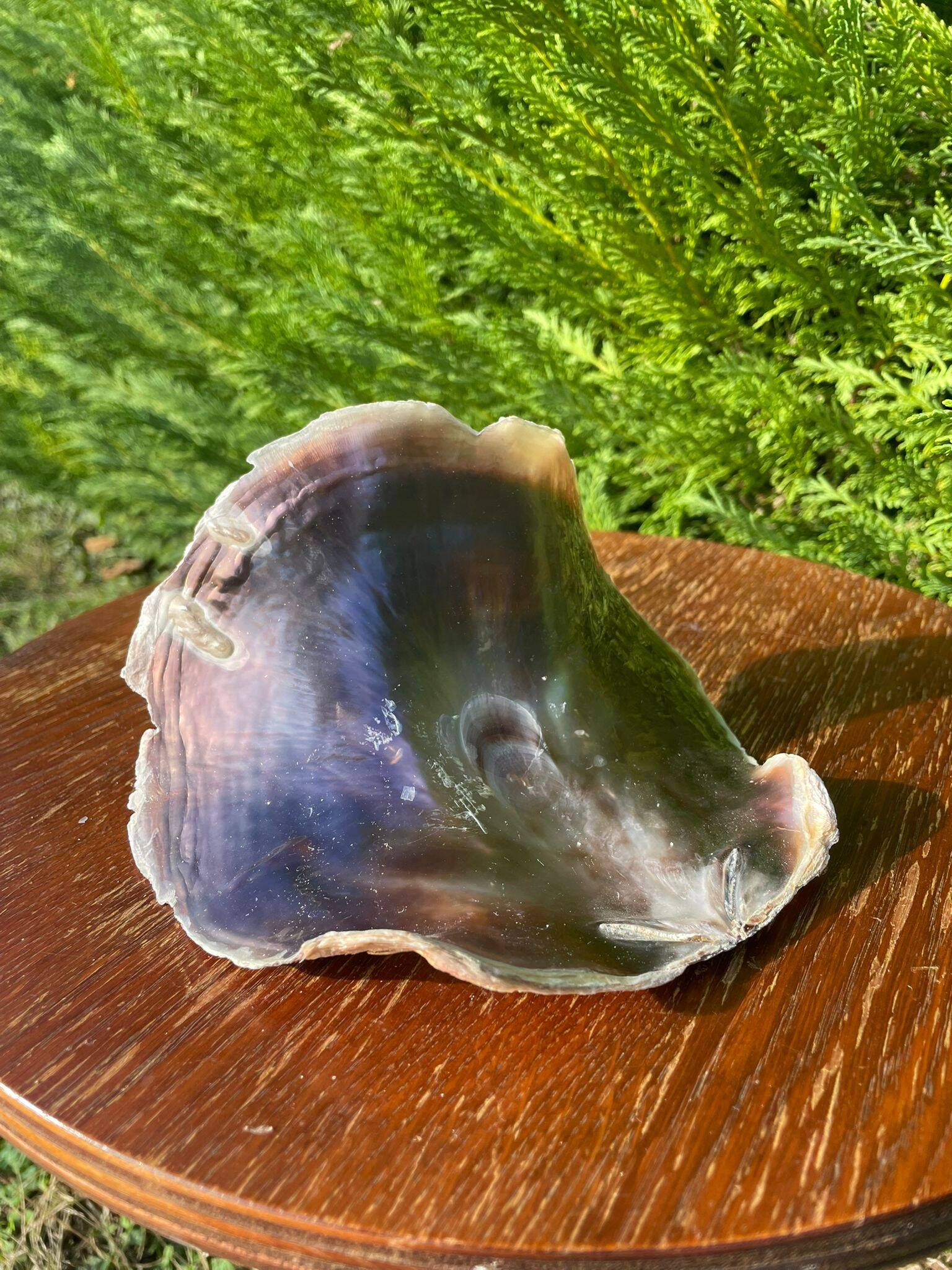 Grand coquillage : Placuna | Selency