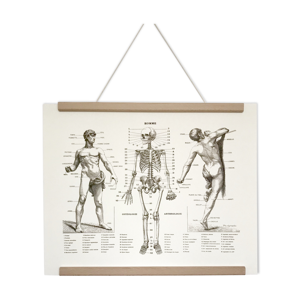 Affiche anatomique représentant le corps de l'homme et son squelette | Selency
