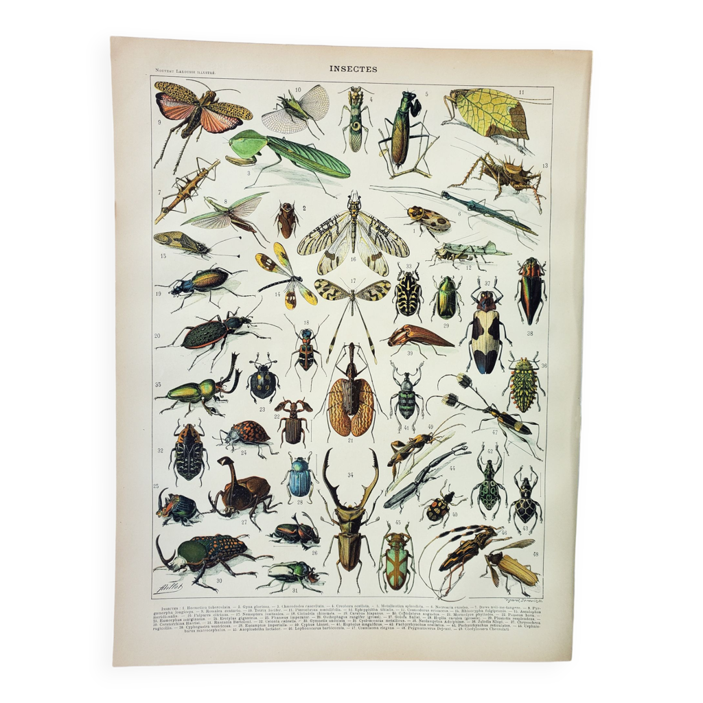 Gravure • Insectes, entomologie 1 • Affiche originale et vintage de ...