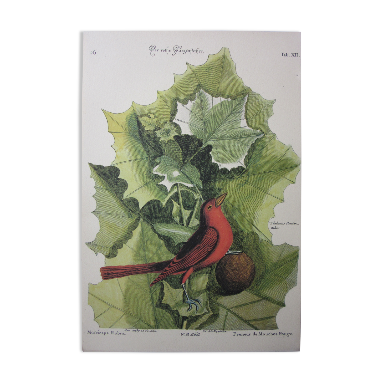Gravure oiseau, preneur de mouches rouge, repro Catesby/Seligmann | Selency