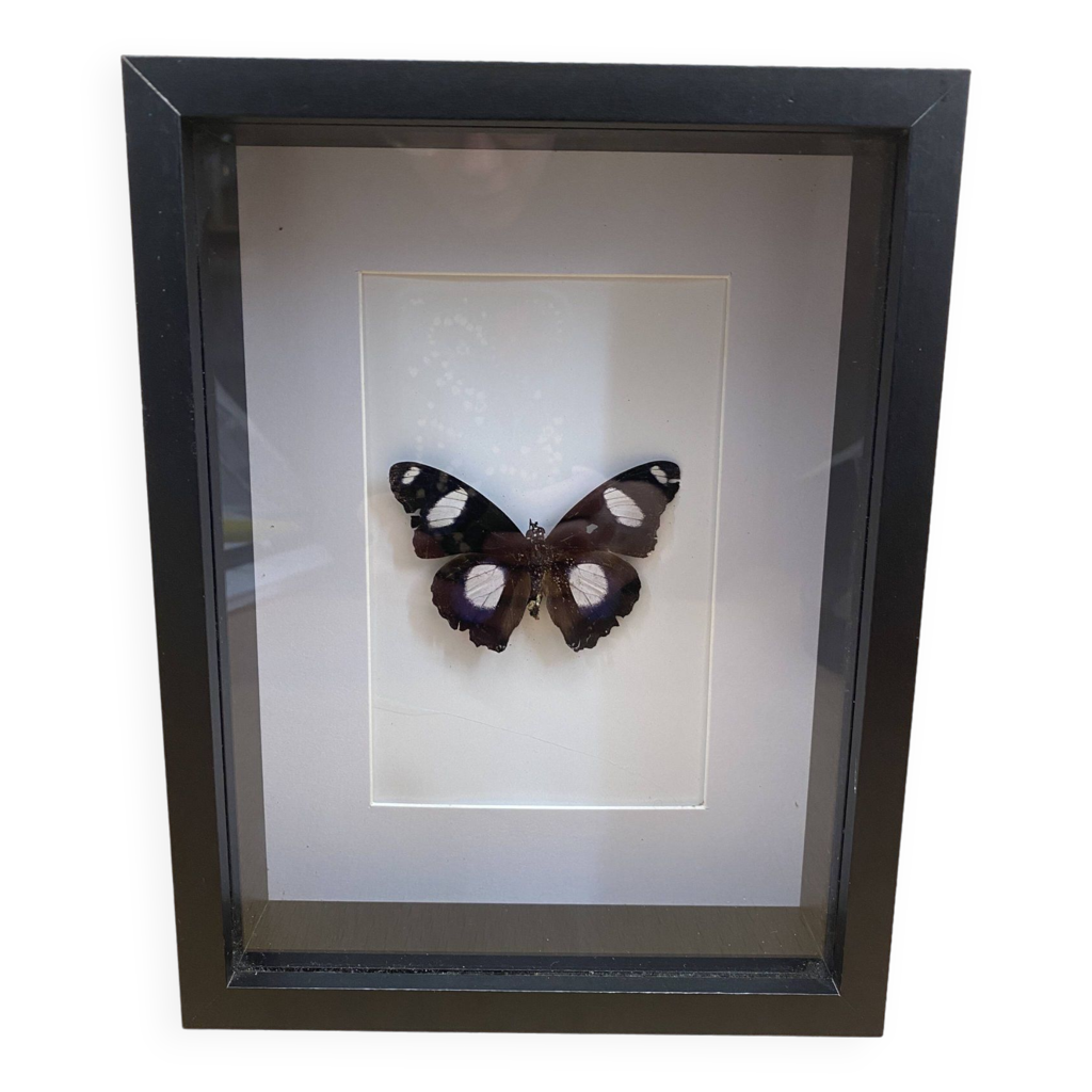Cadre papillon naturalisé | Selency