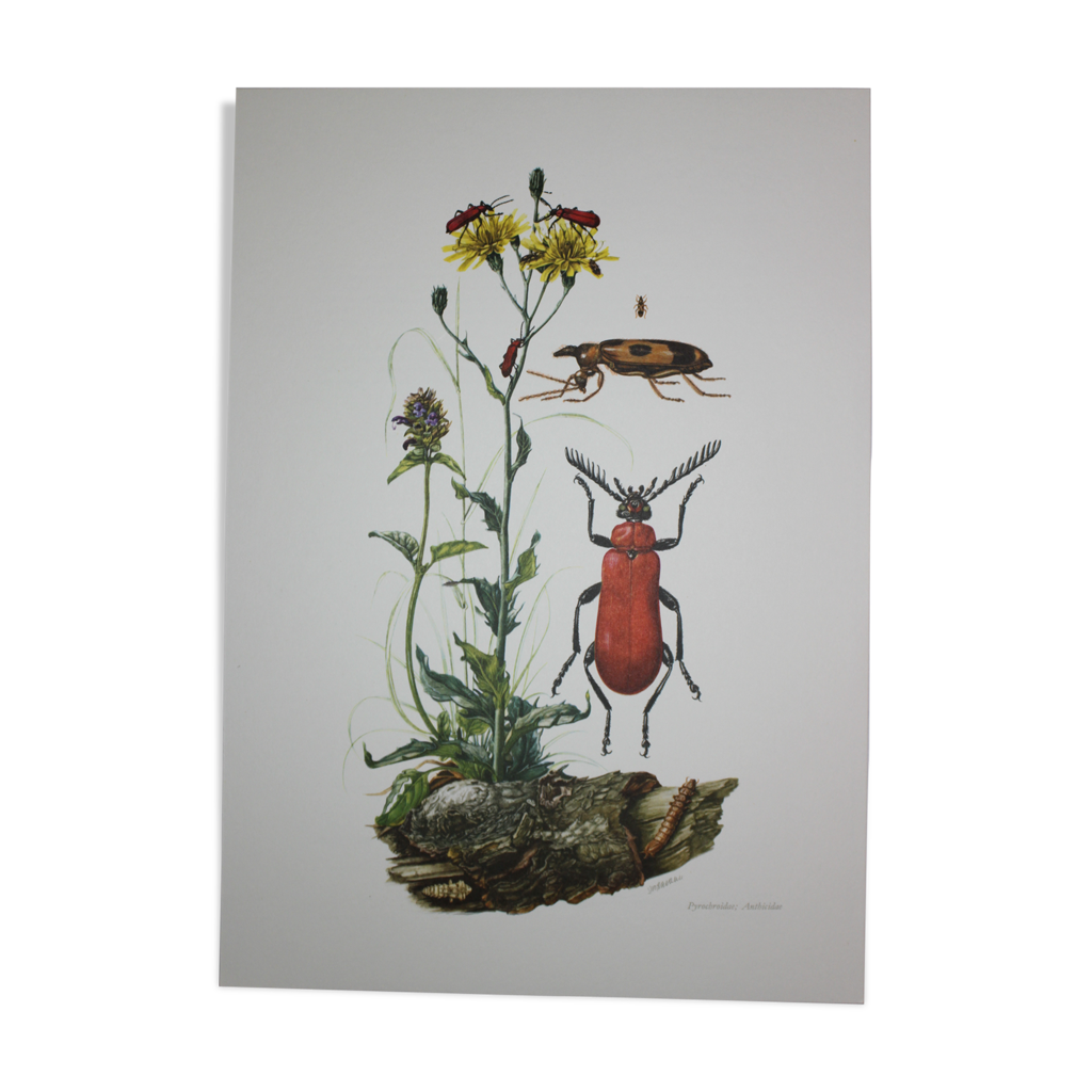 Pyrochre rouge 1961 insecte coléoptères planche originale pédagogique ...