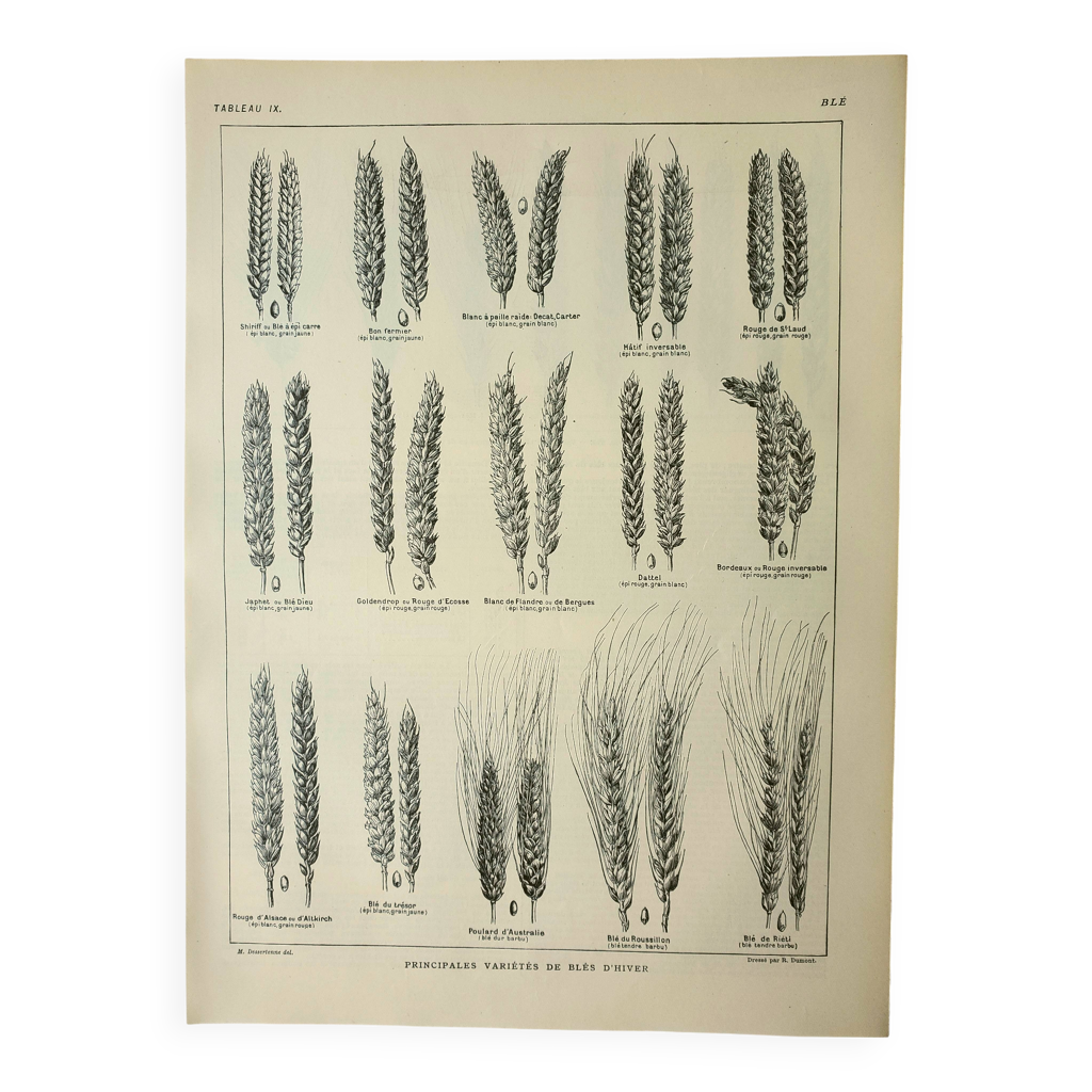 Gravure ancienne 1922 M. Dessertenne, variétés de blés, céréales | Selency