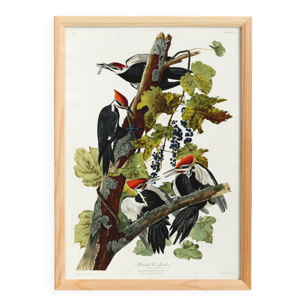 Affiche sur le Pic à huppe rouge, d’après une gravure ancienne de 1827 ...
