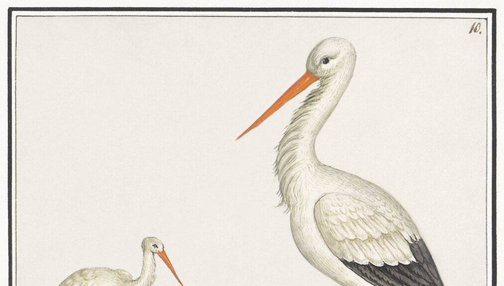 Affiche sur la cigogne, d’après une gravure ancienne de 1610 | Selency