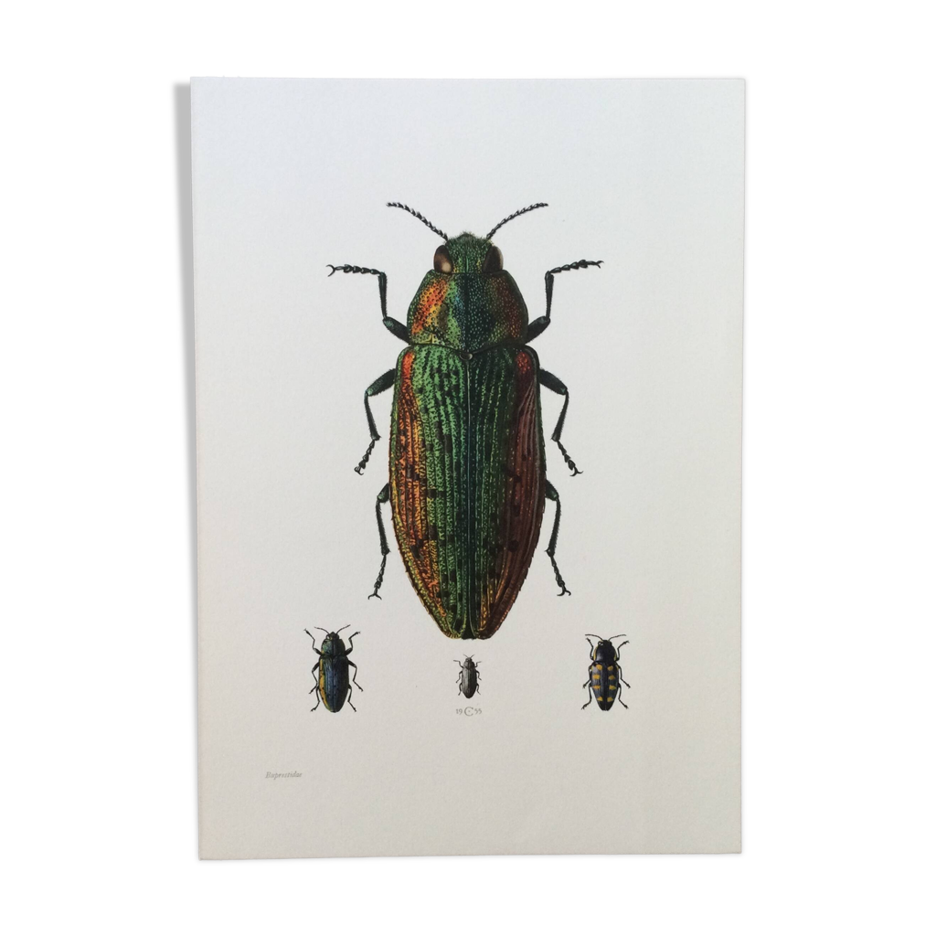 Impression insectes, planche originale 1969 | Selency