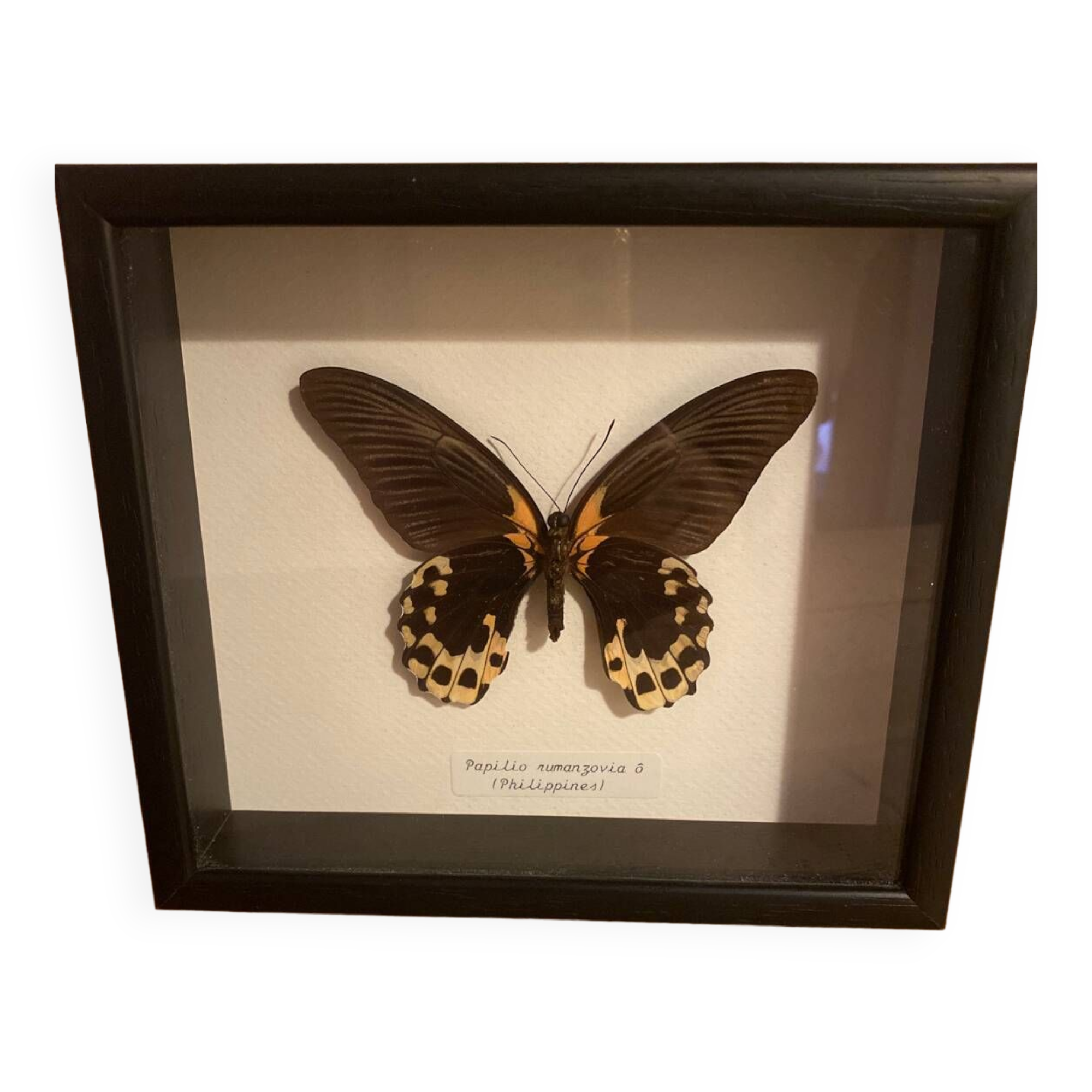 Cadre papillon naturalisé | Selency